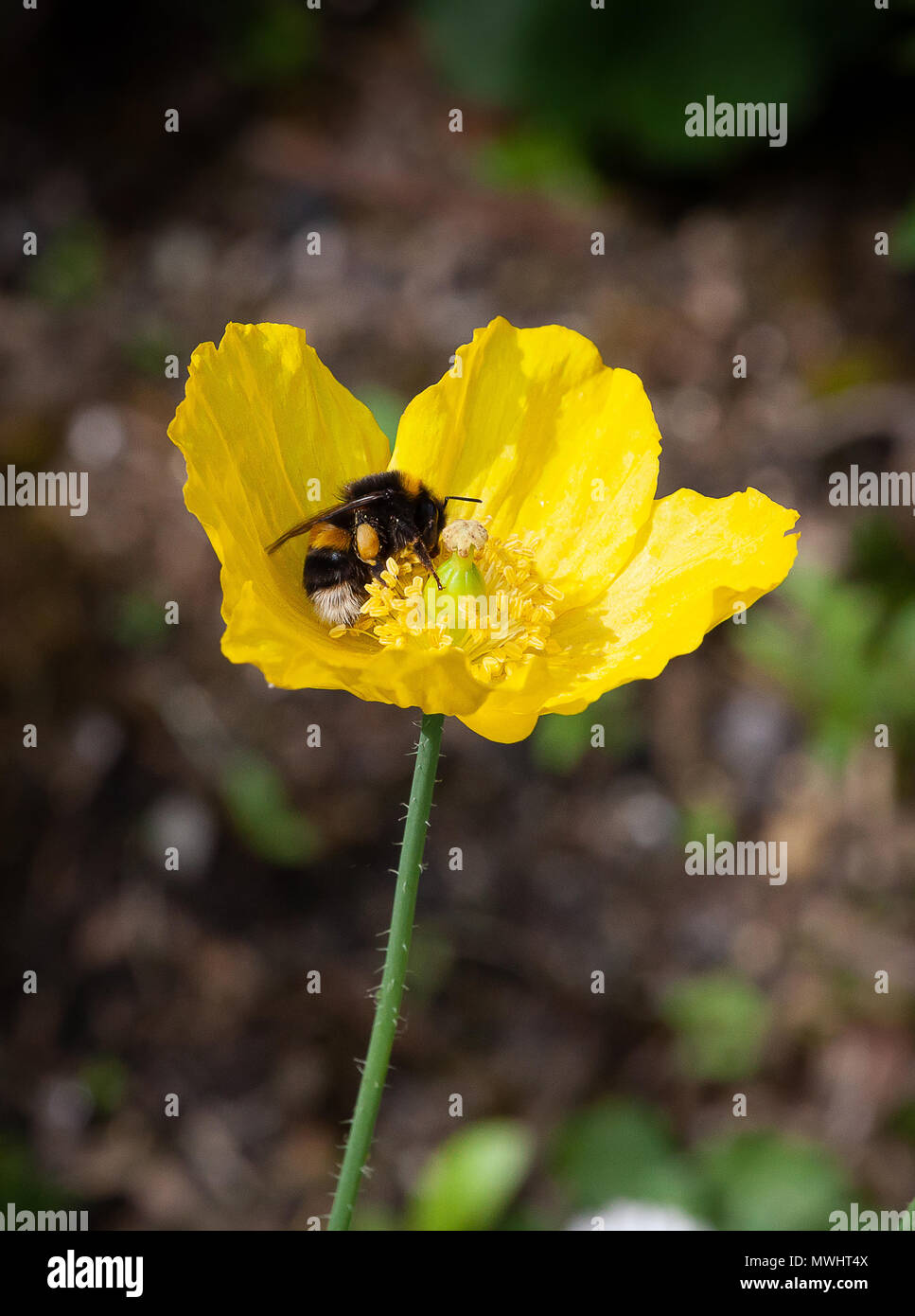 Welsh black bee hi-res stock photography and images - Alamy