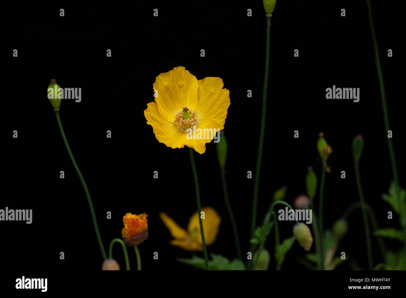 Yellow Welsh poppy Stock Photo - Alamy