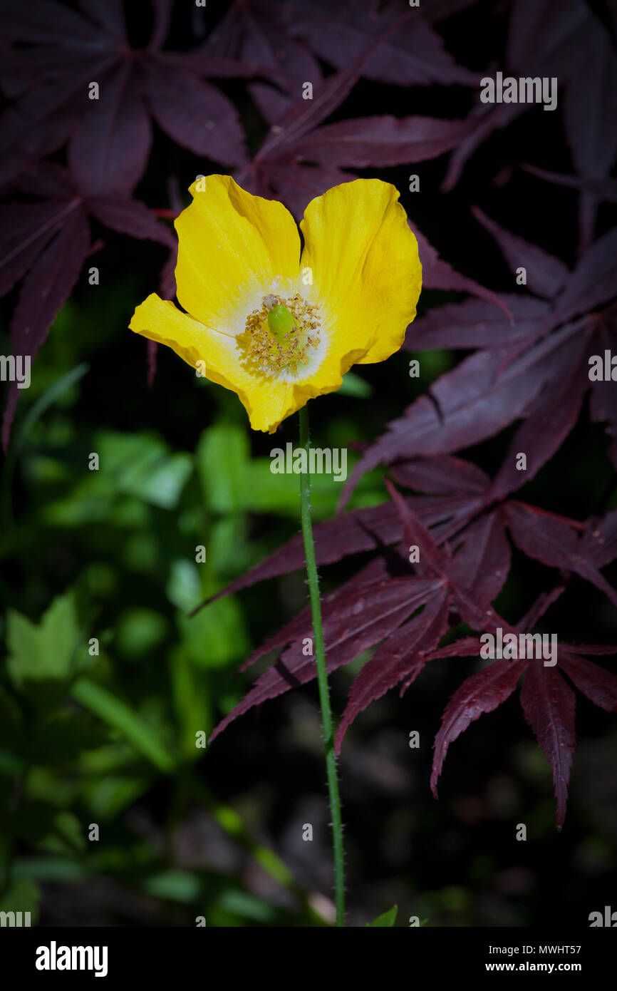 Welsh flora hi-res stock photography and images - Alamy