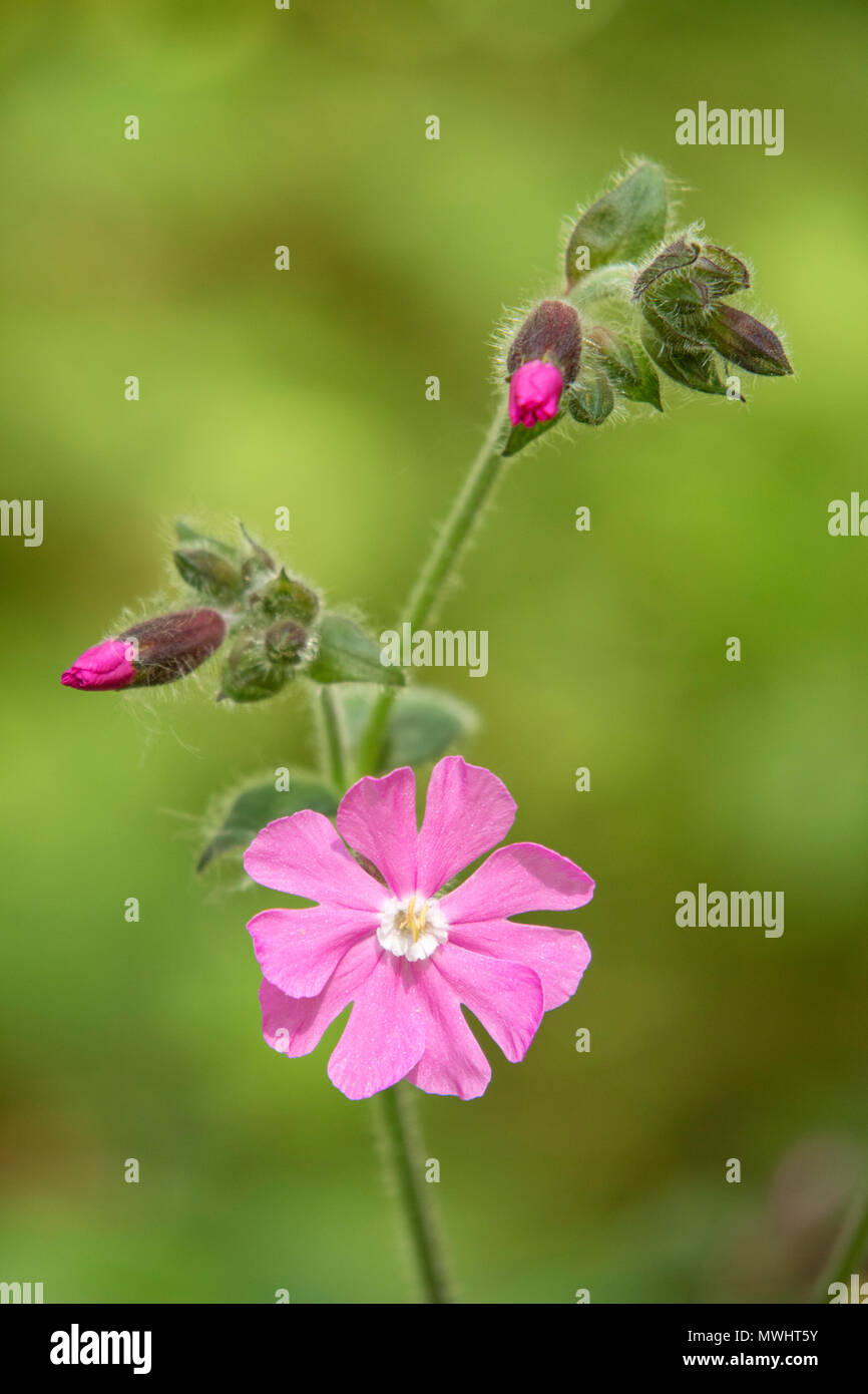 Cottage garden border wildflowers hi-res stock photography and images ...