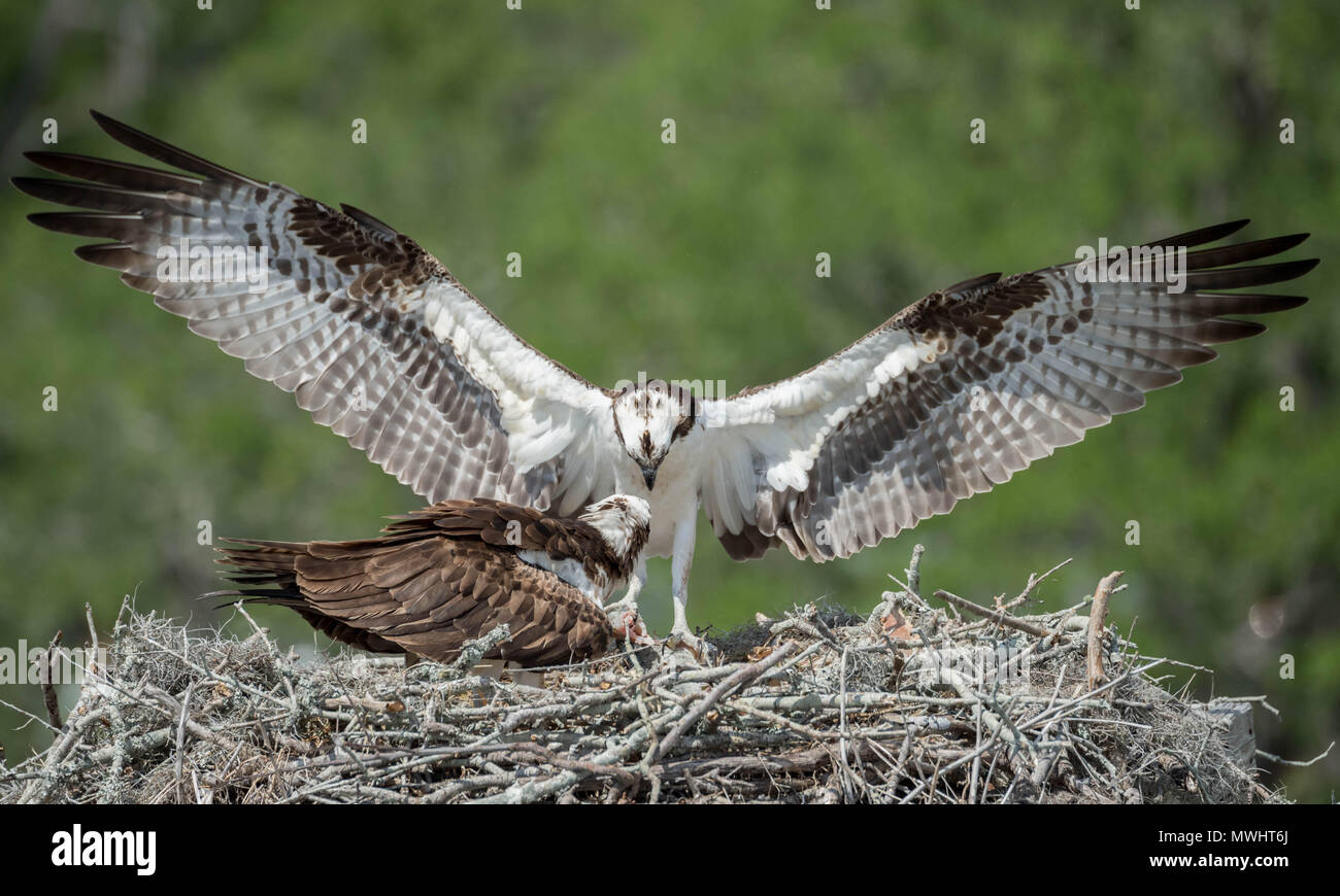 Osprey Flying Feet High Resolution Stock Photography and Images - Alamy