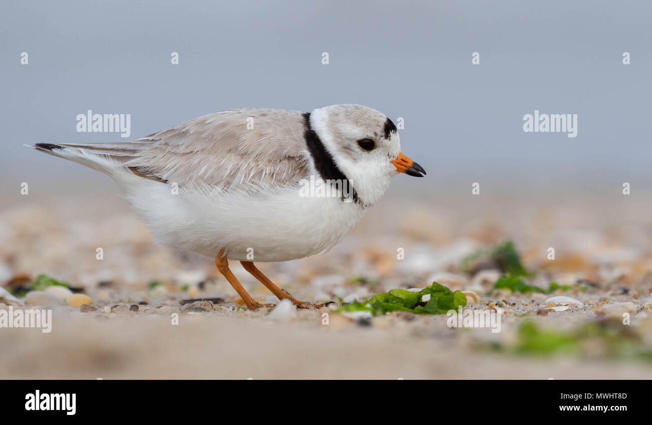 Piping plover canada hi-res stock photography and images - Alamy
