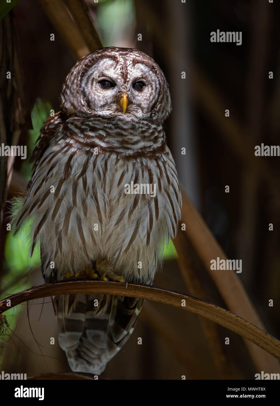 Barred owl acadia national park hi-res stock photography and images - Alamy