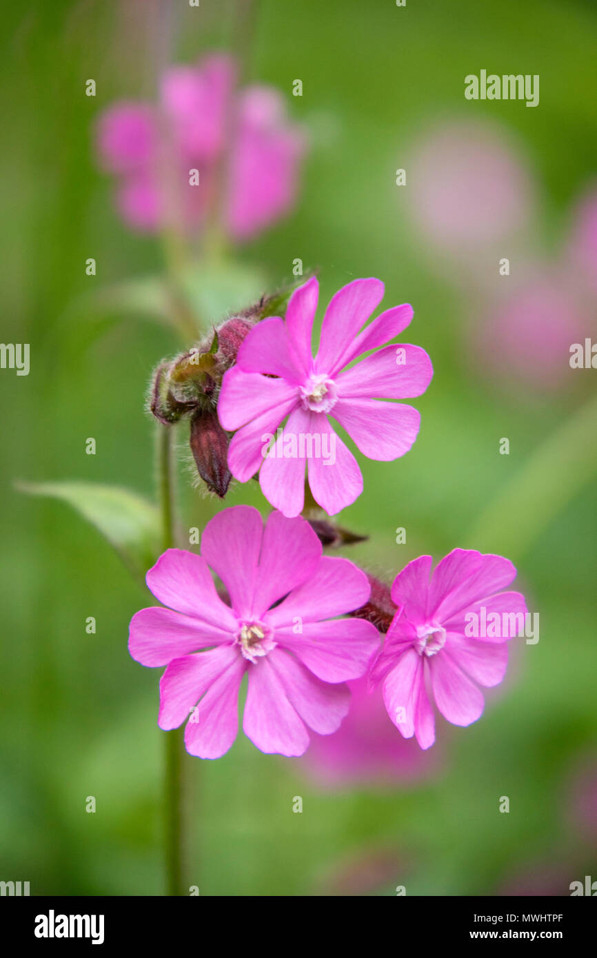 Wildflowers and border hi-res stock photography and images - Alamy