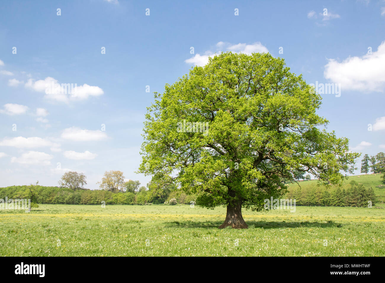 Oak Tree Summer
