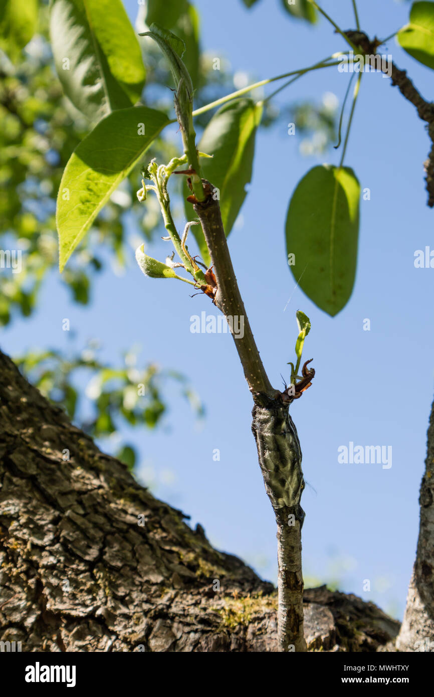 Grafting apple branch hi-res stock photography and images - Alamy