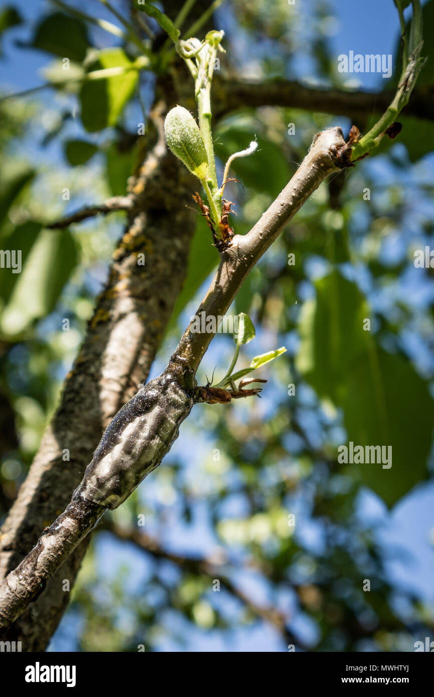 Close up of the branch with foliage grafted to the tree trunk Stock ...
