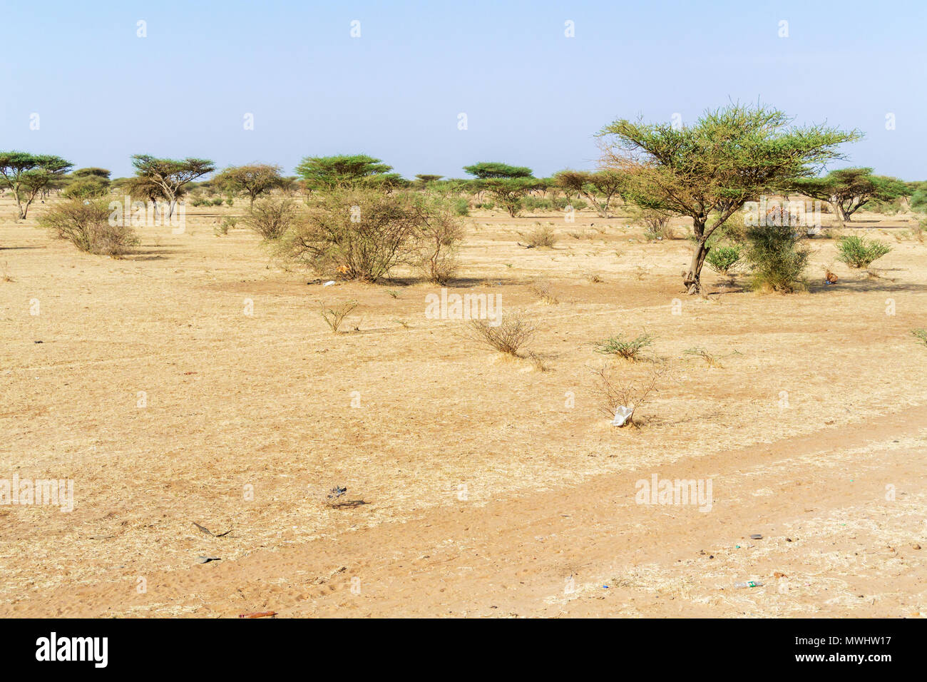Sudan desert trees hi-res stock photography and images - Alamy