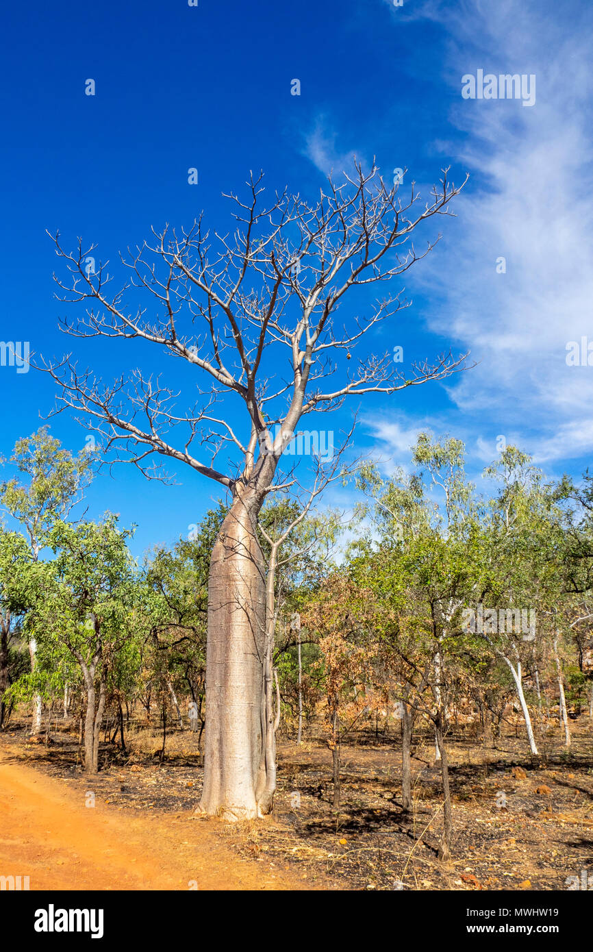 A boab tree surrounded by eucalyptus gum trees beside a pindan dirt ...
