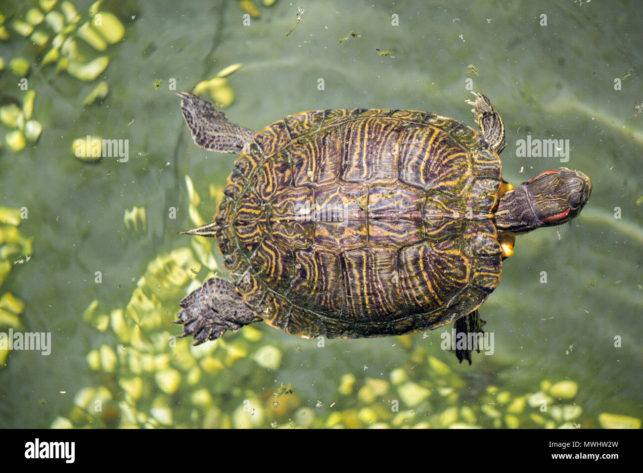 Lonely turtle hi-res stock photography and images - Alamy