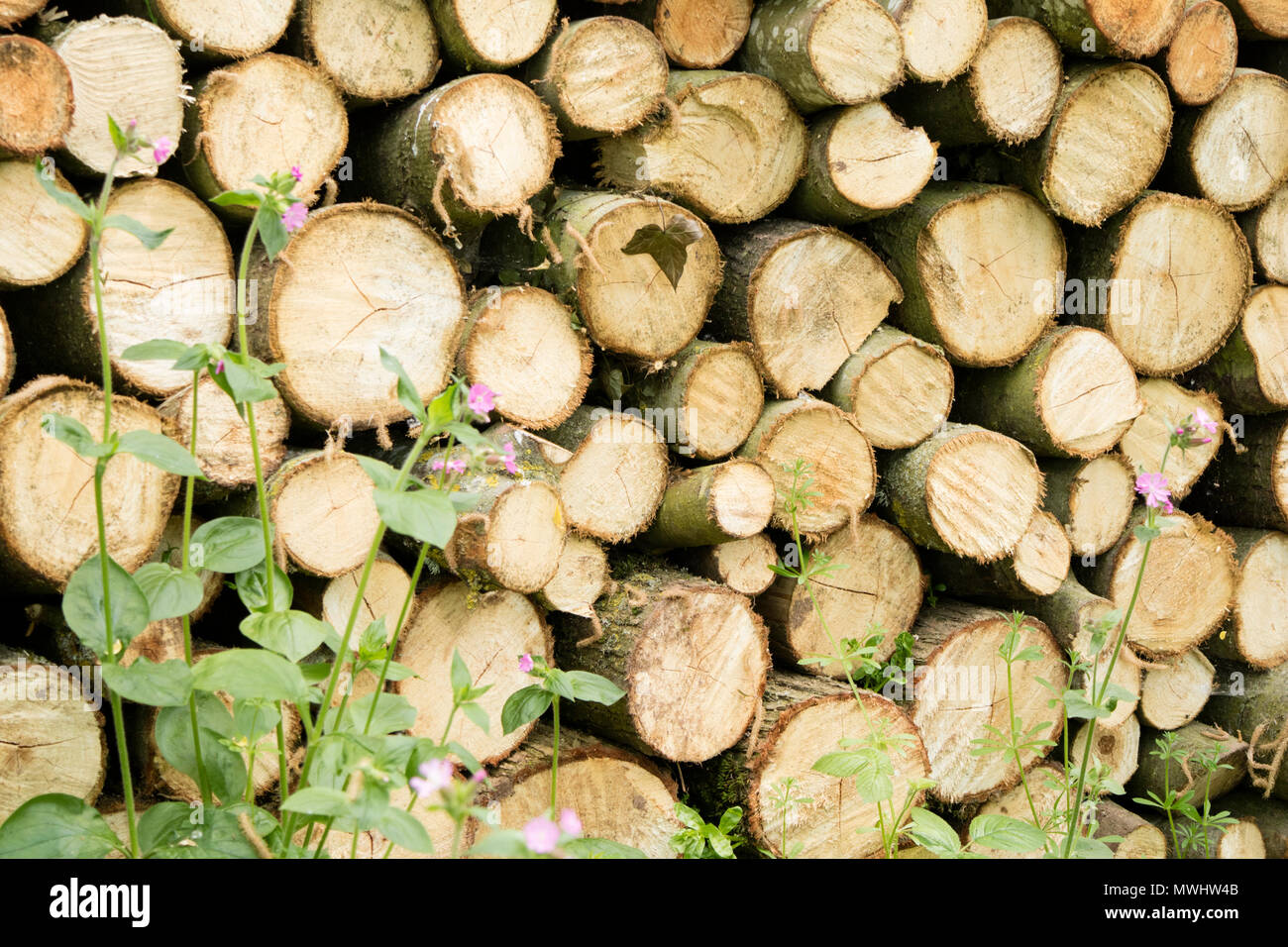 Log habitat hi-res stock photography and images - Alamy