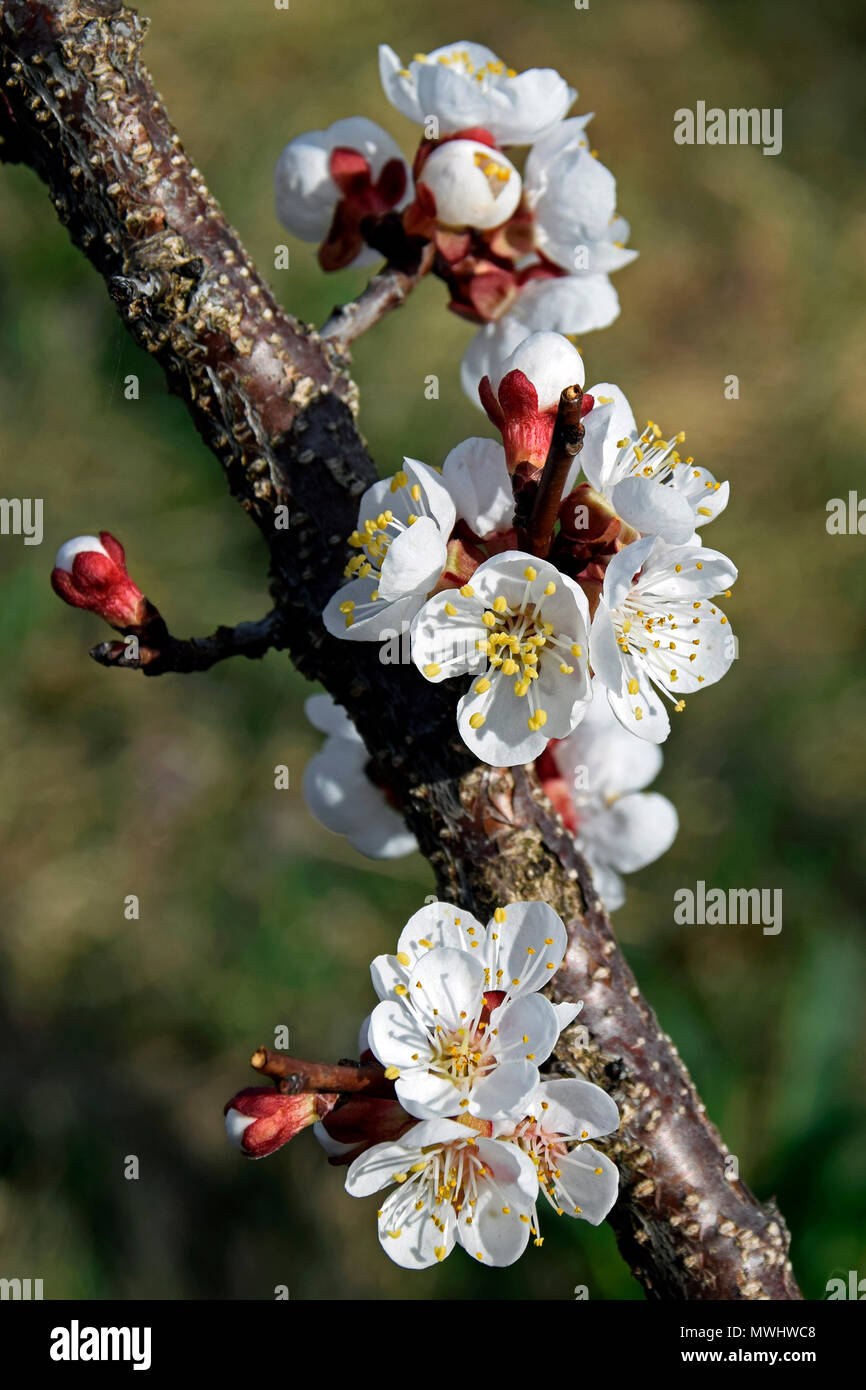 Close-up on clusters of apricot blossoms and buds with fuzzy background ...