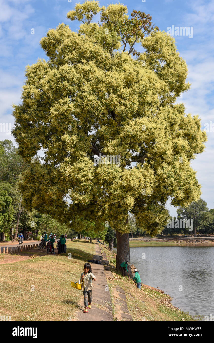 Angkor - Cambodia - 11 January 2018: mango tree in bloom at Angkor on ...