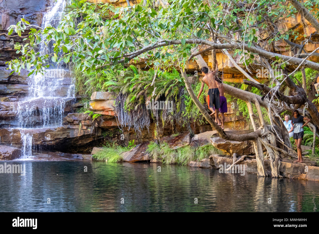 Aboriginal teenagers climbing on a tree to jump and swim in a swimming ...
