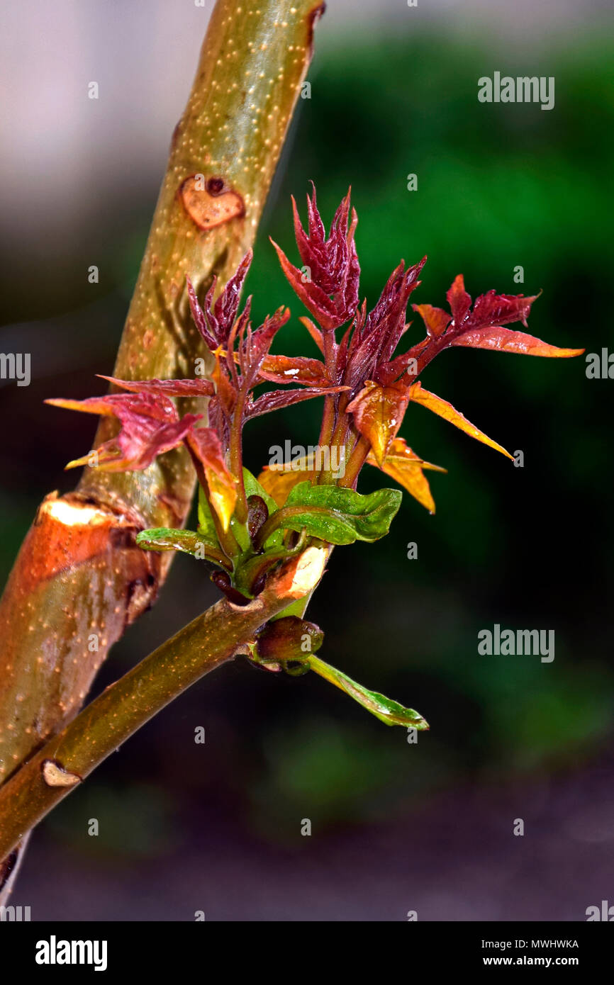 This twig began to sprout leaflets colored in a in the whole scale of ...