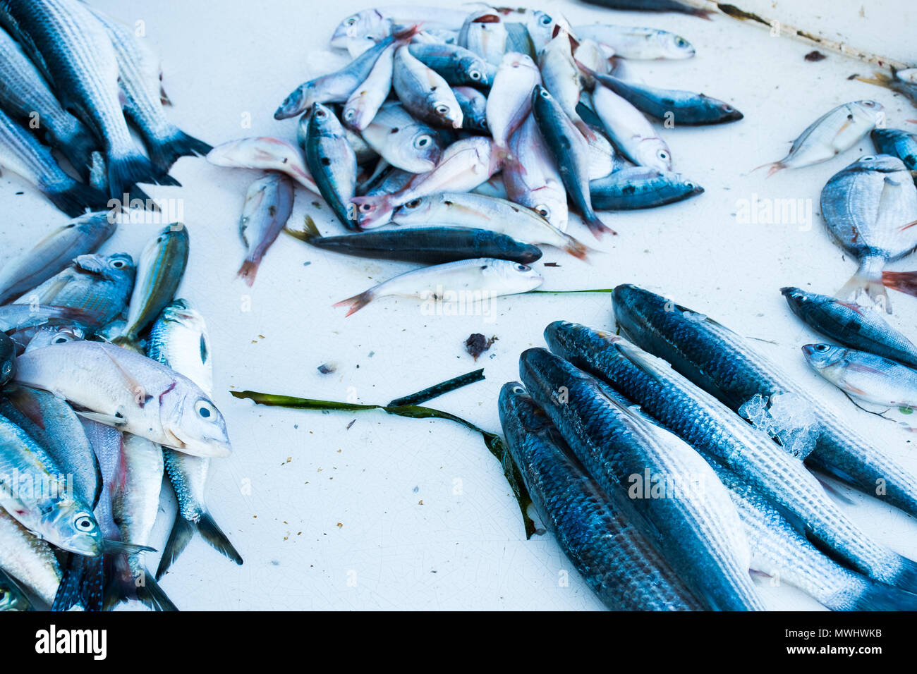 Fresh fish at the traditional fish seafood market in France Stock Photo ...