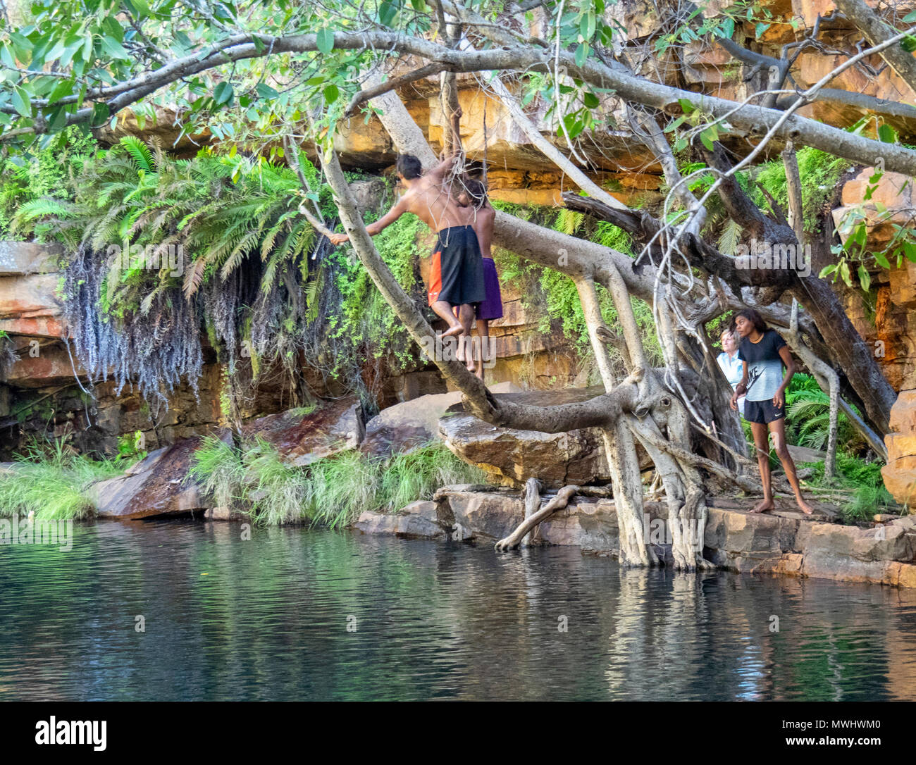 Aboriginal teenagers climbing on a tree to jump and swim in a swimming ...