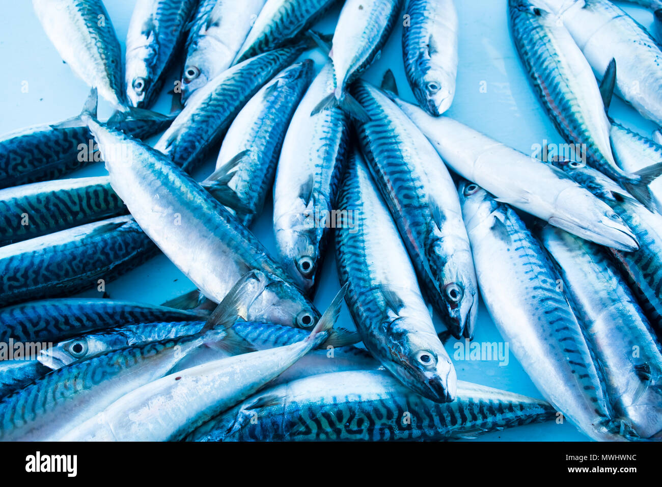 Fresh fish at the traditional fish seafood market in France Stock Photo ...