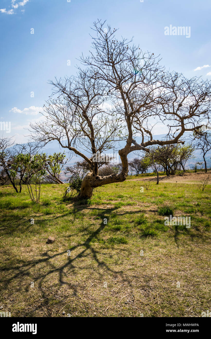 Monte Alban, a pre-Columbian archaeological site, Ancient tree on North ...