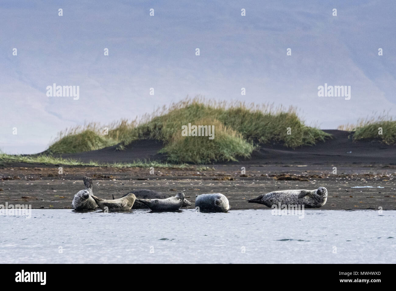 lazy seals on the shore at hvitserkur, iceland Stock Photo - Alamy lazy seals on the shore at hvitserkur, iceland Stock Photo - Alamy