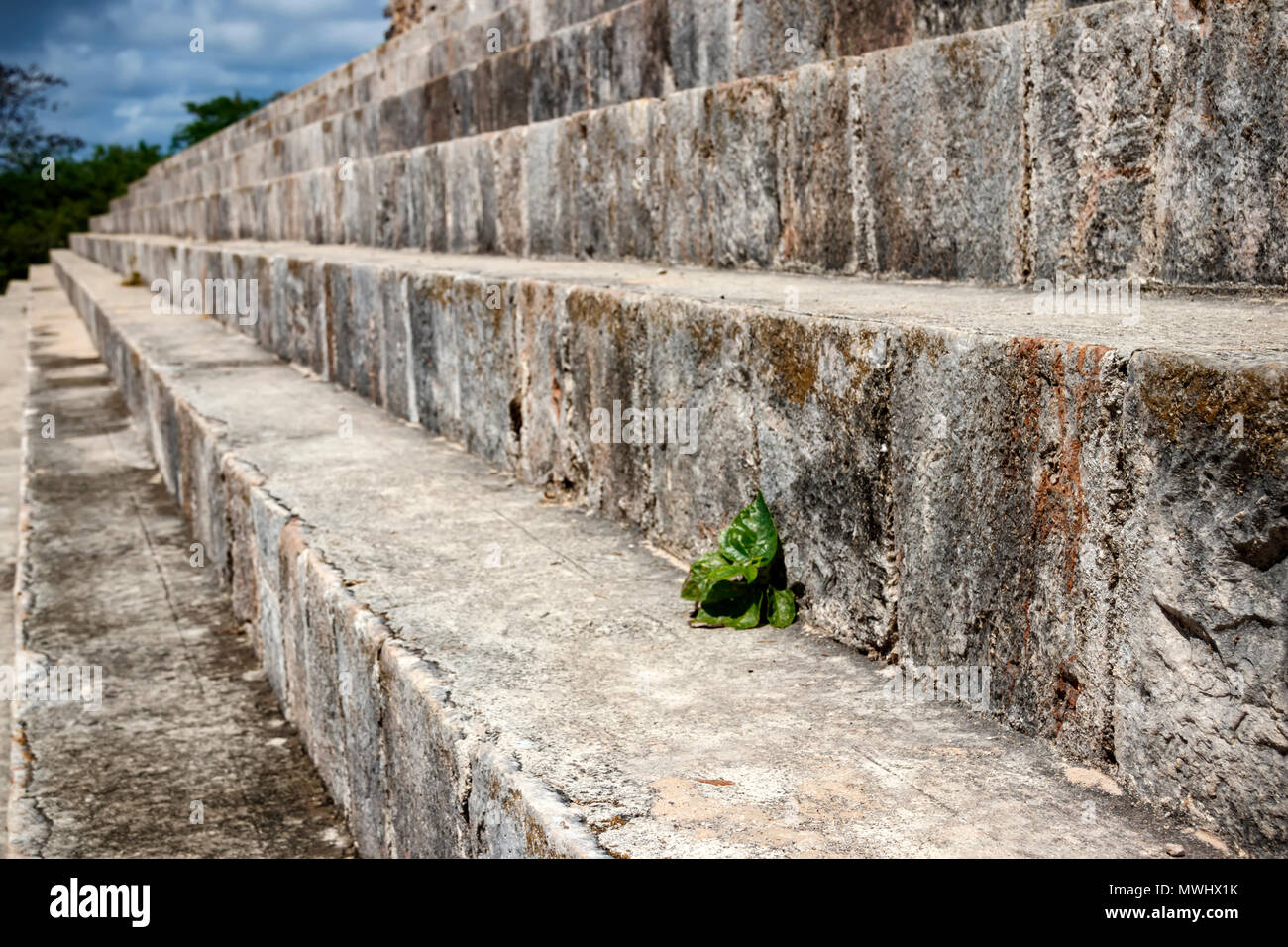 The steps of the ancient Mayan pyramid with a green plant Stock Photo ...