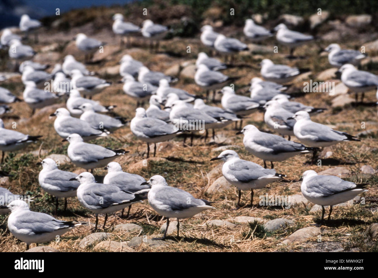 Antarctic Fulmar (Fulmarus glacialoides), Hout Bay, Western Cape, South ...