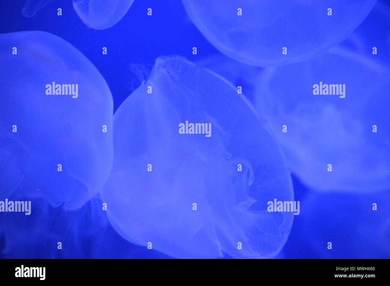 White jellyfish swimming in the water Stock Photo - Alamy