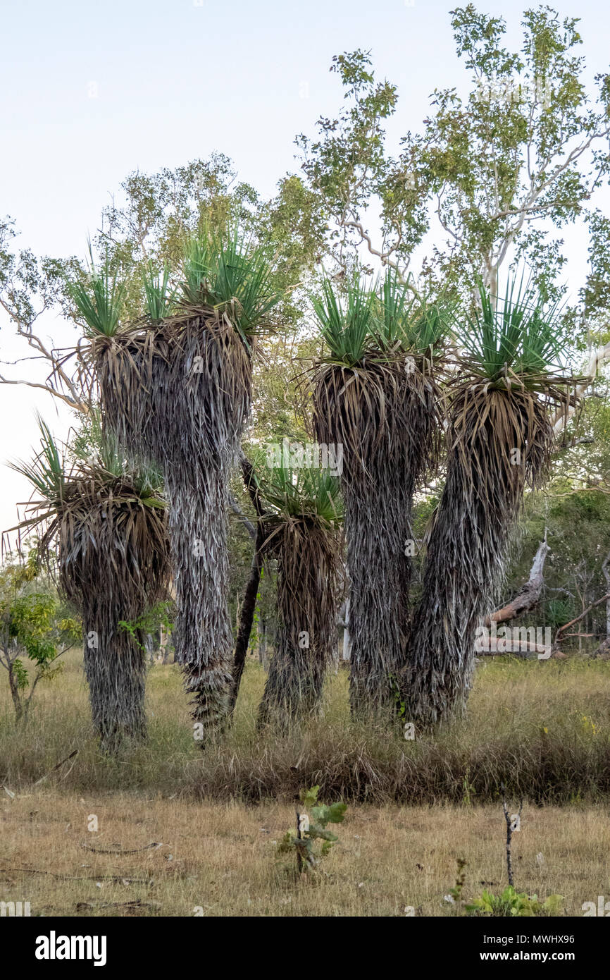 Native grass trees among eucalyptus gum trees in the Kimberley WA ...