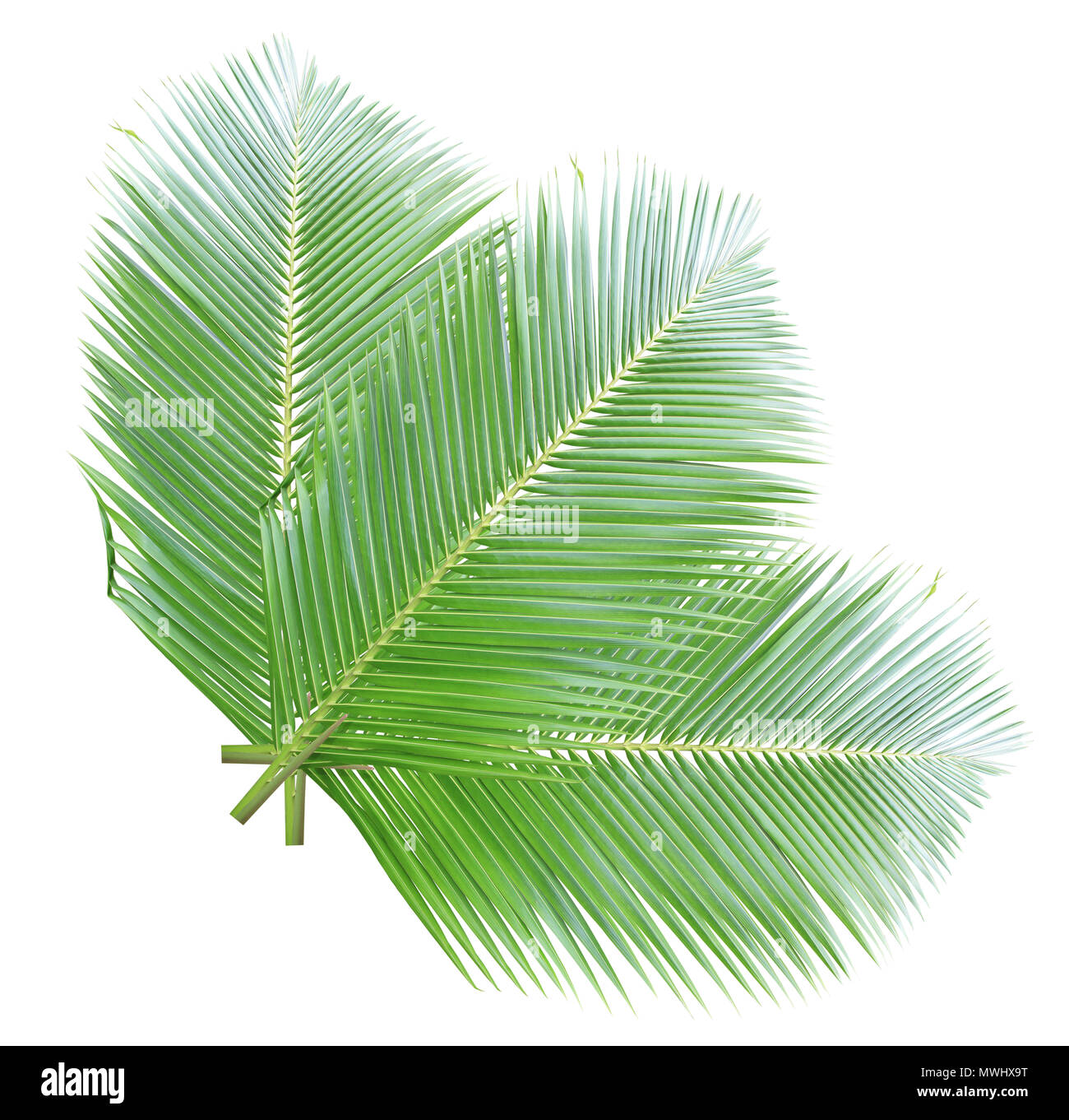 Coconut leaf isolated on white background Stock Photo - Alamy
