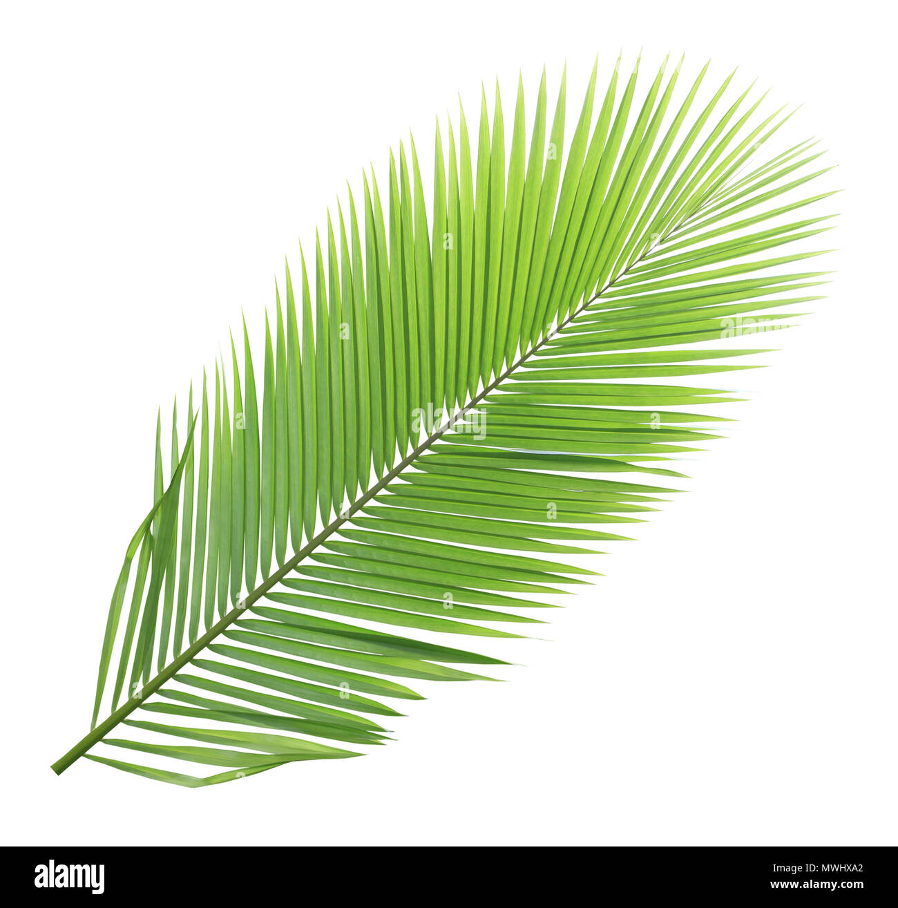 Coconut leaf isolated on white background Stock Photo - Alamy