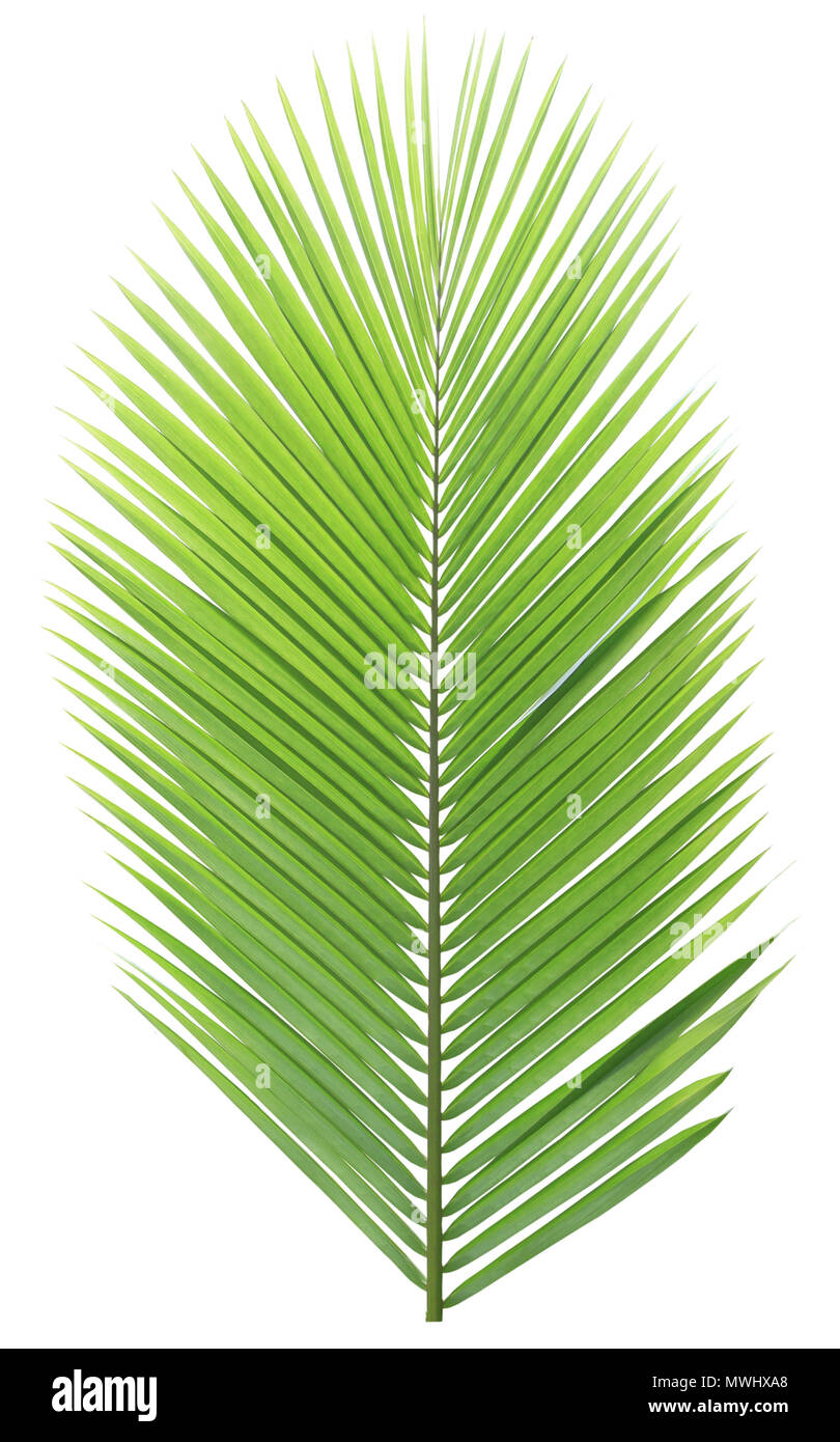 Coconut leaf isolated on white background Stock Photo - Alamy