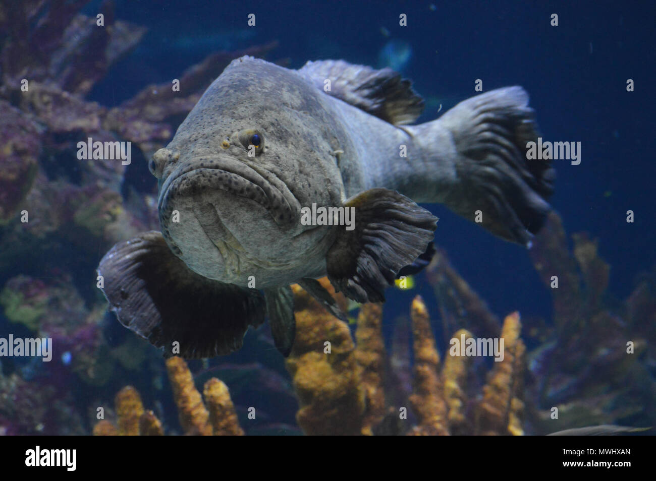 Grouper fish swimming underwater Stock Photo - Alamy