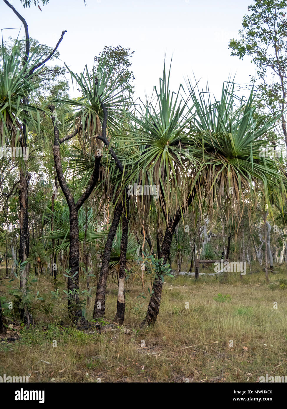 Native grass trees among eucalyptus gum trees in the Kimberley WA ...