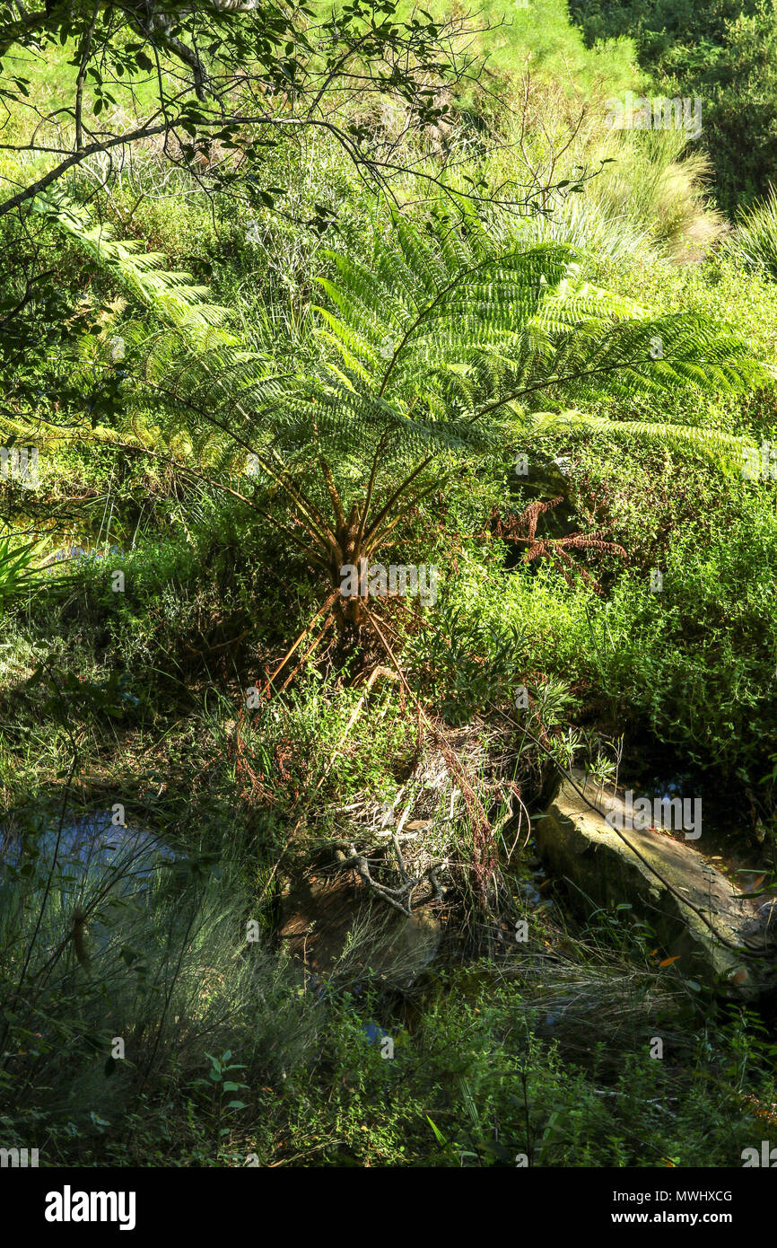 Wetland area of the Touw River on the half collared kingfisher hike in ...
