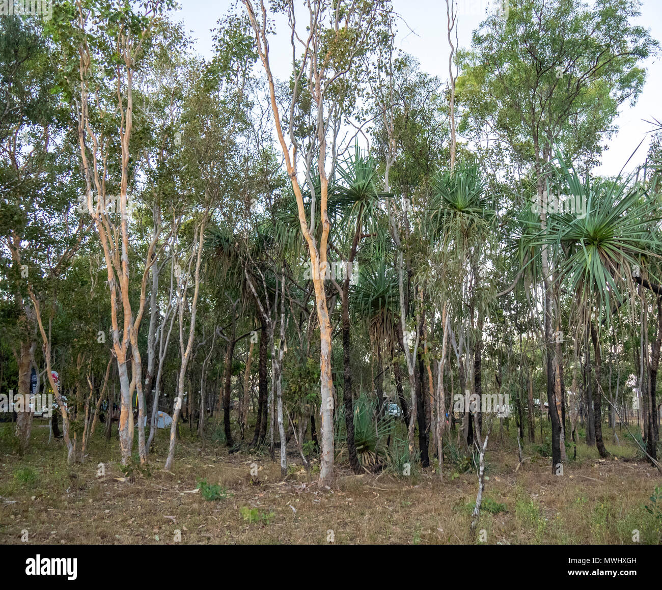 Native grass trees among eucalyptus gum trees in the Kimberley WA ...