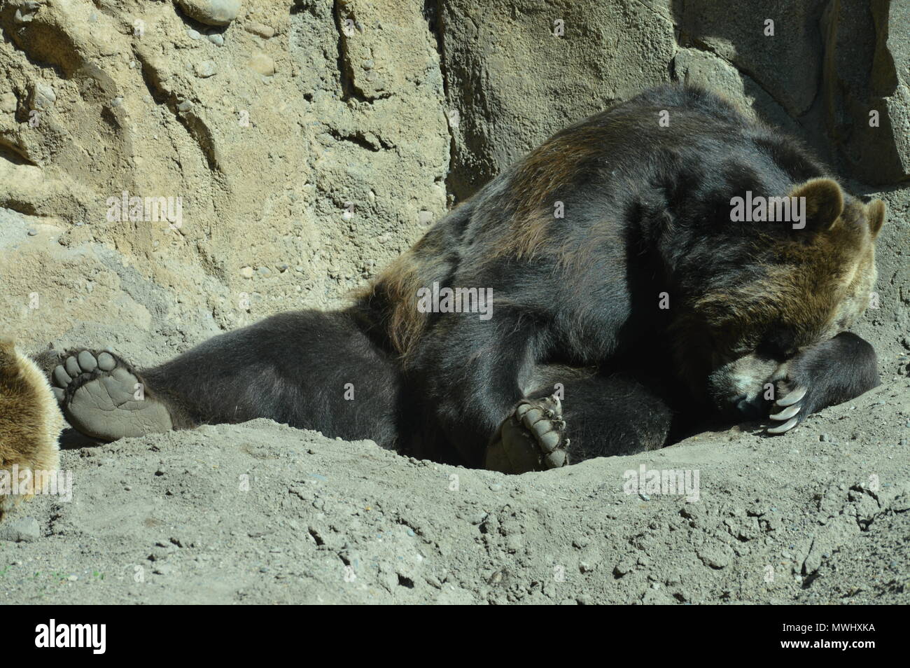 Sleeping brown bear hi-res stock photography and images - Alamy