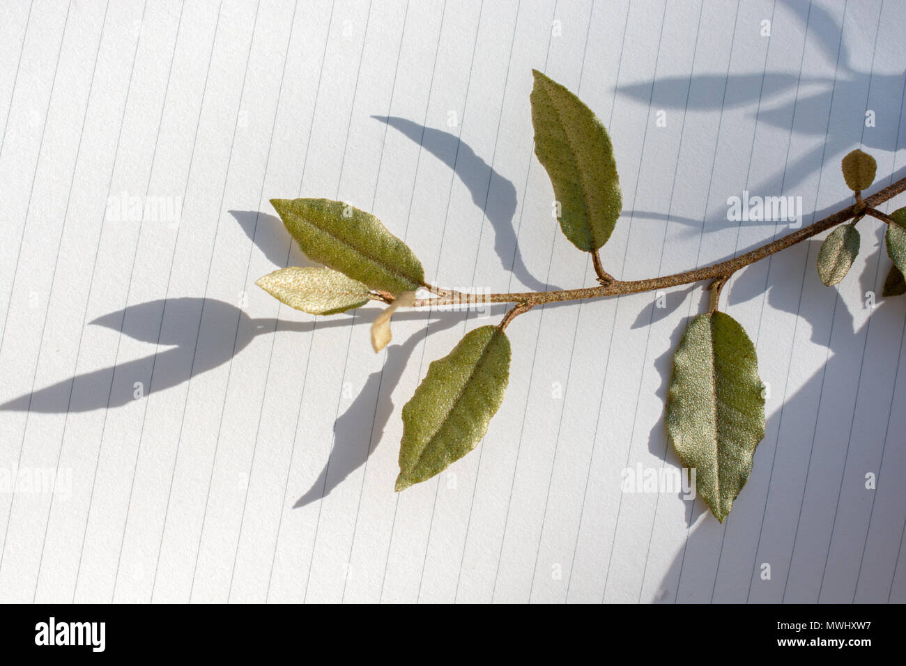 Leaves in hand over a notebook page Stock Photo - Alamy
