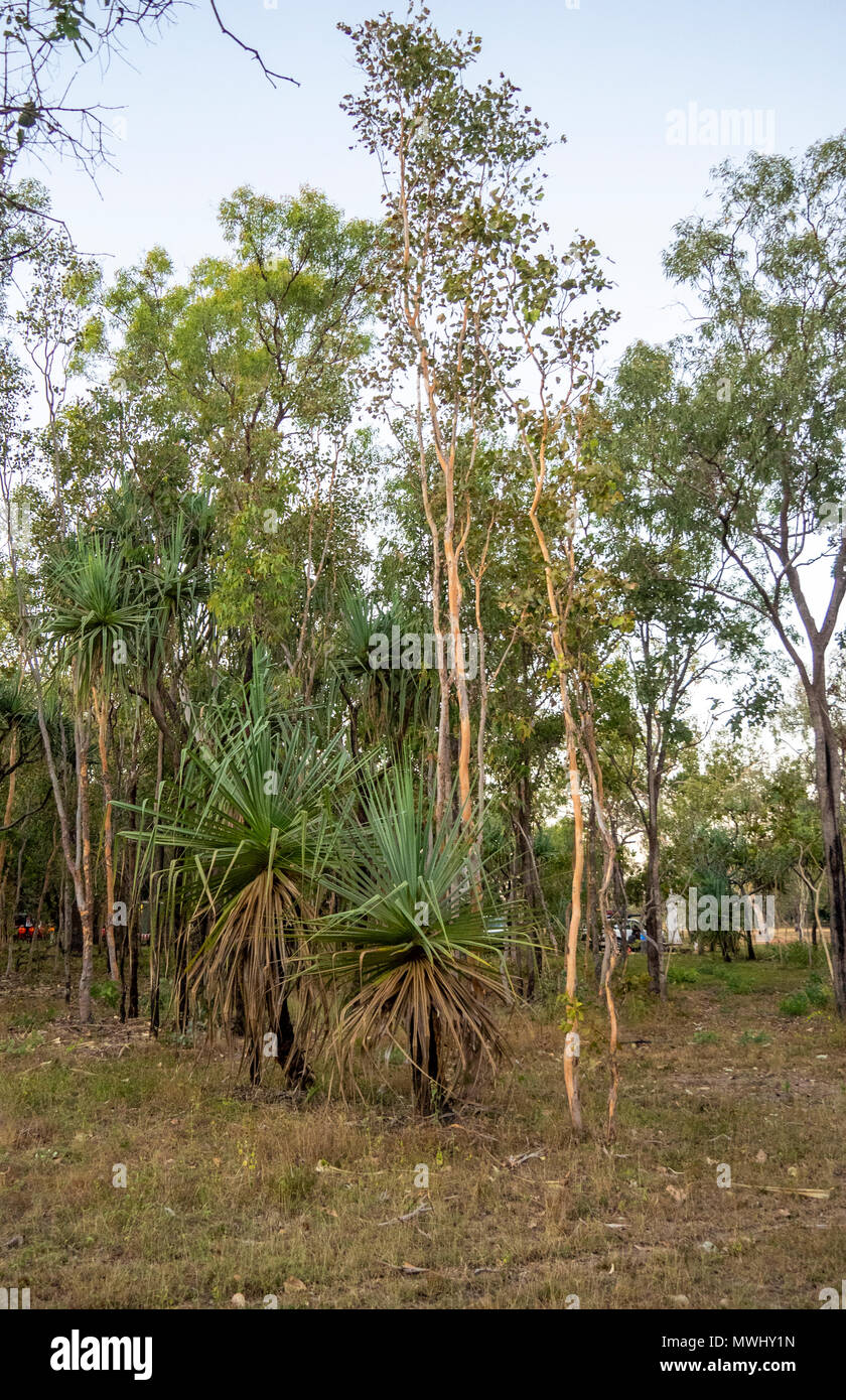 Native grass trees among eucalyptus gum trees in the Kimberley WA ...