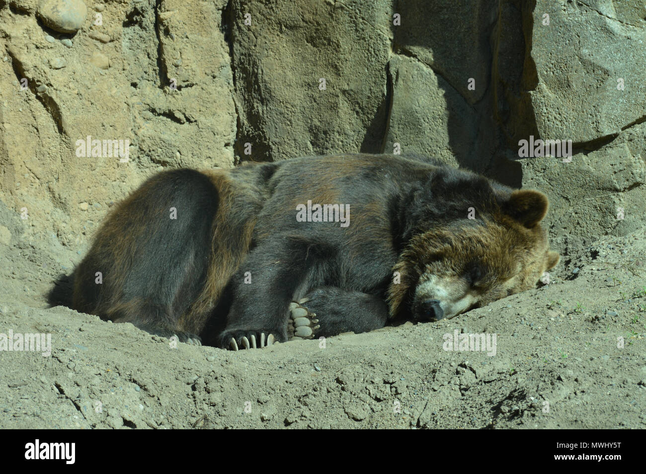 Head sleeping grizzly bear hi-res stock photography and images - Alamy