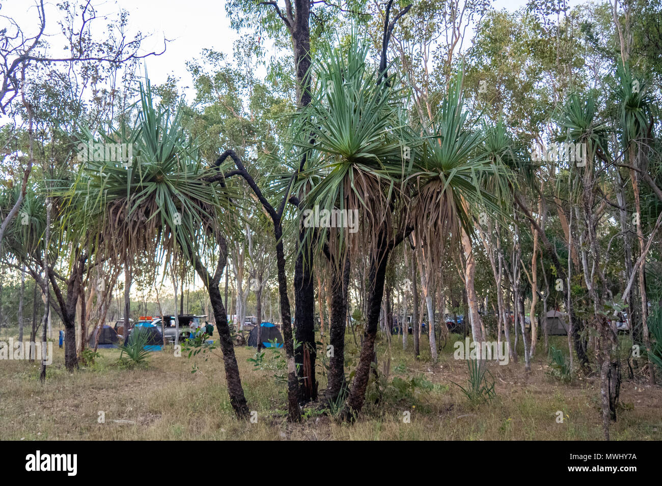 Australian Native Grass Stock Photos & Australian Native Grass Stock ...