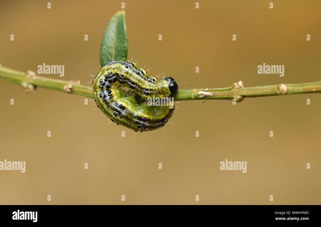 A pretty Box Tree moth Caterpillar (Cydalima perspectalis) feeding on a ...