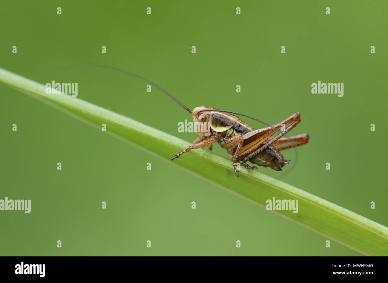 A stunning Roesel's Bush-cricket (Metrioptera roeselii) perching on a ...