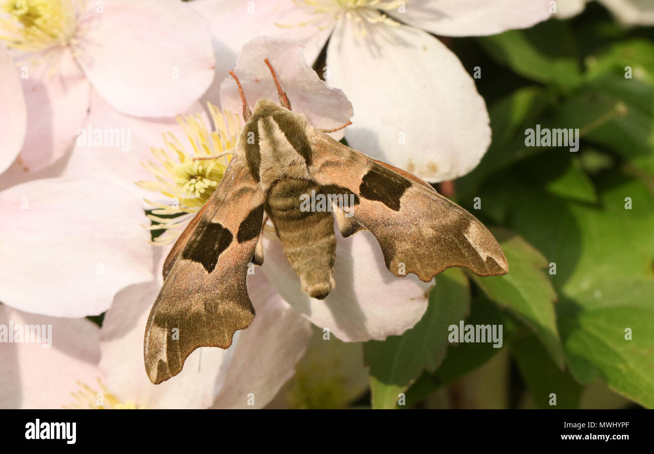 Clematis white moth hi-res stock photography and images - Alamy