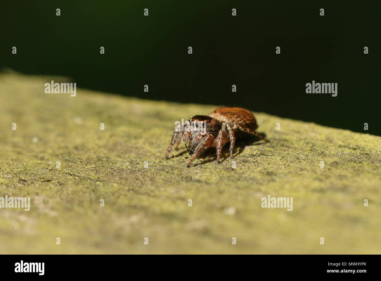 A stunning Jumping Spider (Evarcha falcata) eating an insect on a ...
