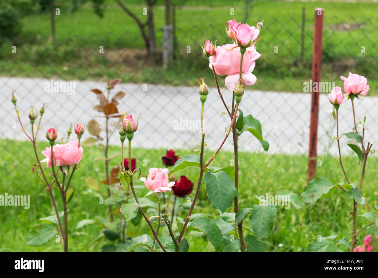 Summer roses hi-res stock photography and images - Alamy