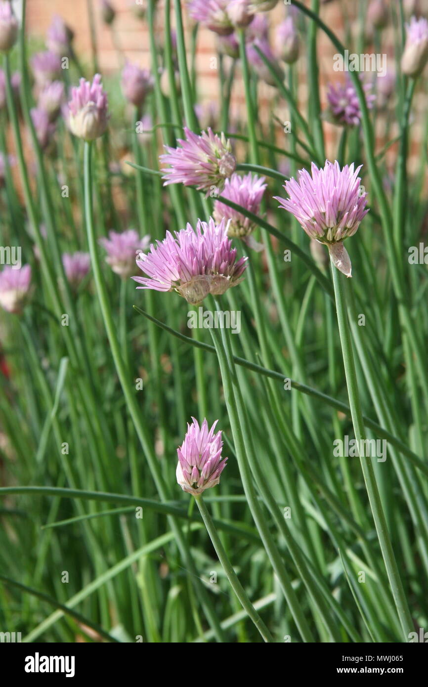 Early Spring Flowering Perennial Chive Plants in Herb Garden 2018 Stock ...