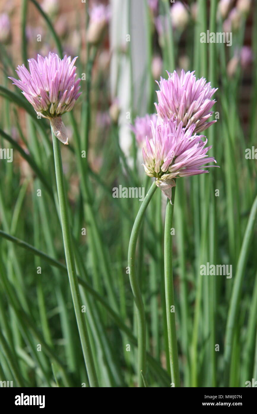 Early Spring Flowering Perennial Chive Plants in Herb Garden 2018 Stock ...