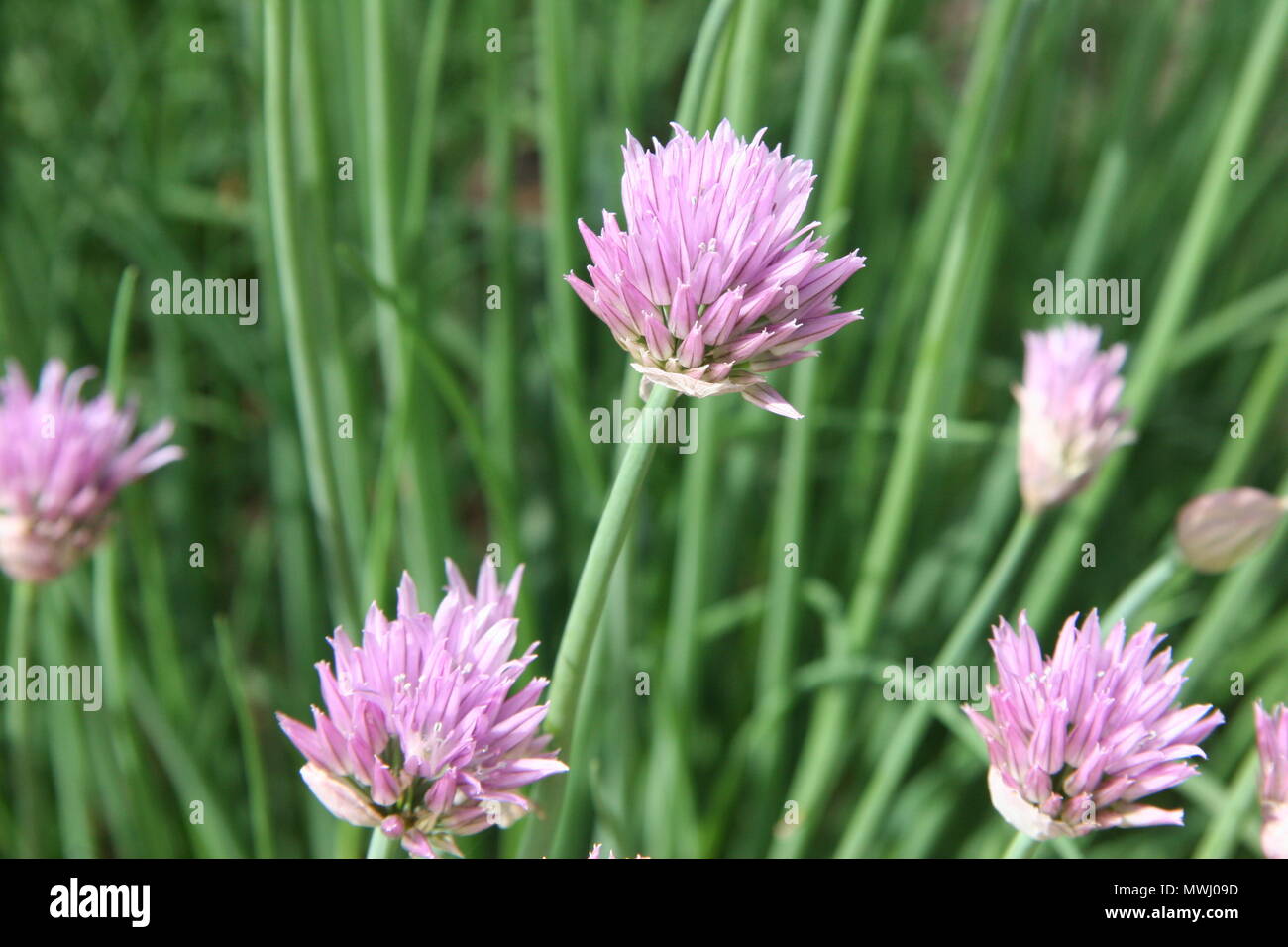 Early Spring Flowering Perennial Chive Plants in Herb Garden 2018 Stock ...