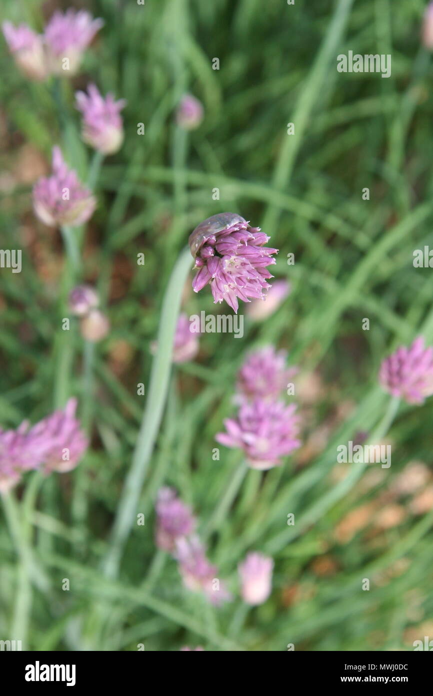 Early Spring Flowering Perennial Chive Plants in Herb Garden 2018 Stock ...