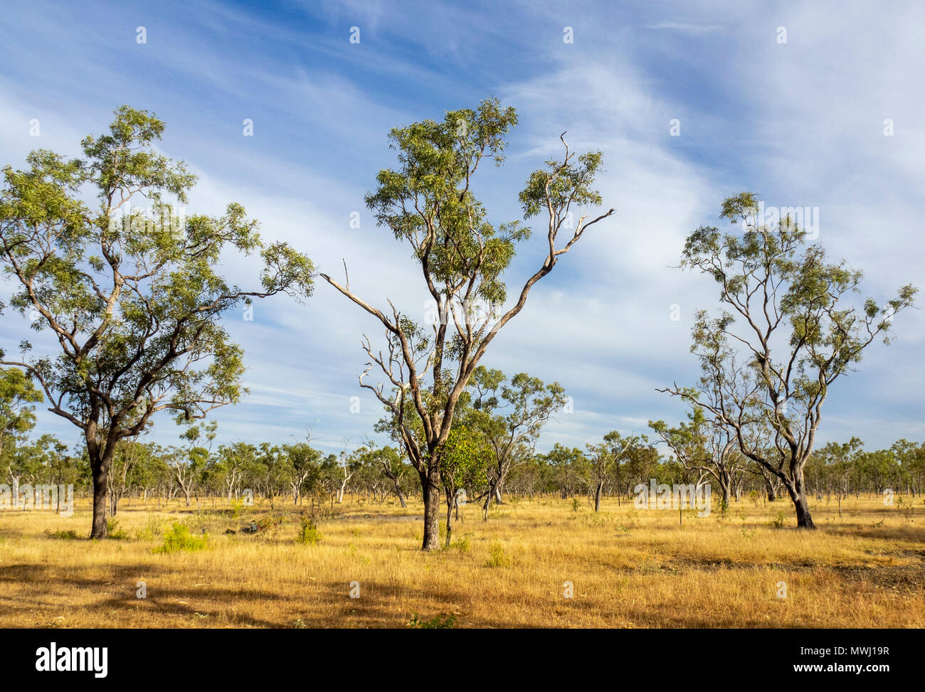 A paddock in a cattle station with eucalyptus gum trees in the ...